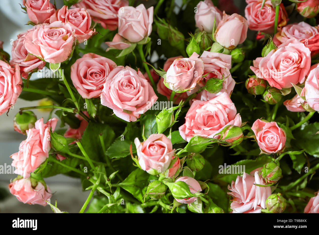 Beautiful pink roses Stock Photo - Alamy