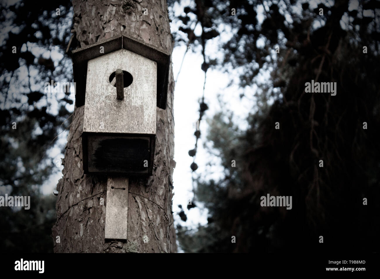 Handmade wooden bird nest on a tree Stock Photo - Alamy