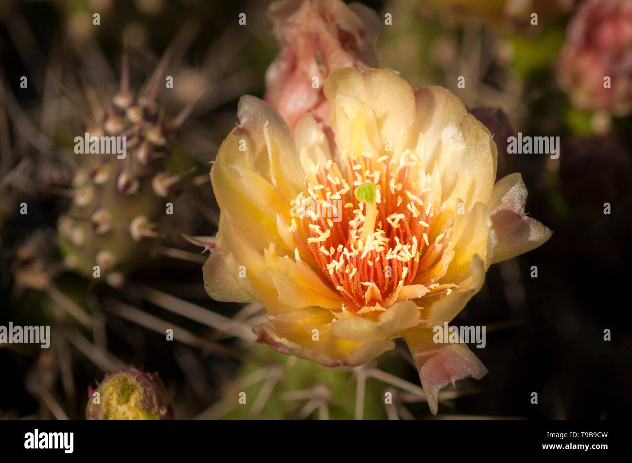 Opuntia fragilis canada hi-res stock photography and images - Alamy