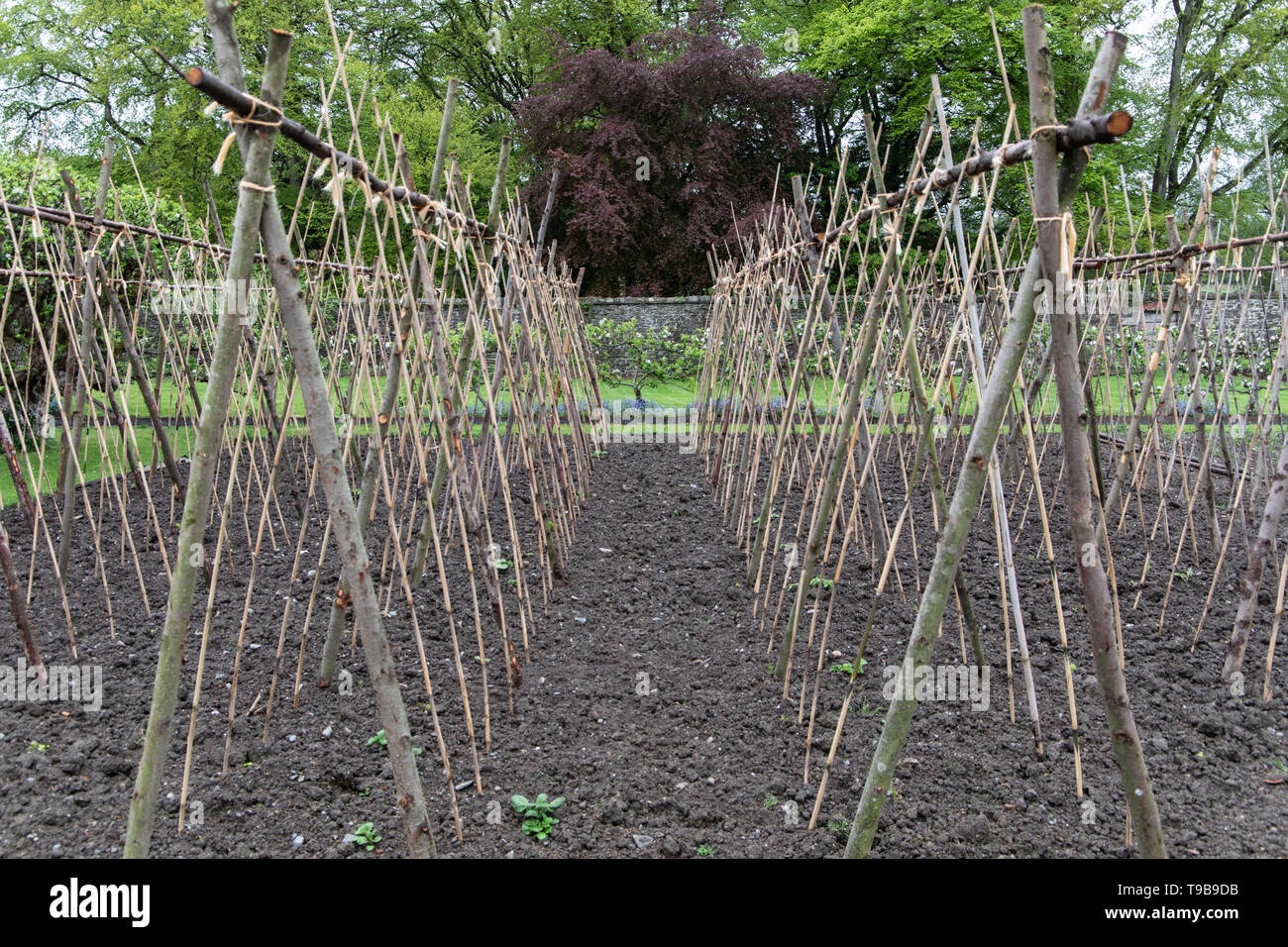Bean poles hi-res stock photography and images - Alamy