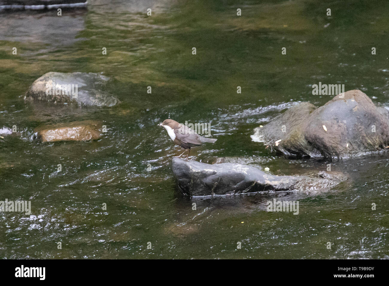 Dipper Carrying Larvae River Aeron Llanerchaeron near Aberaeron ...