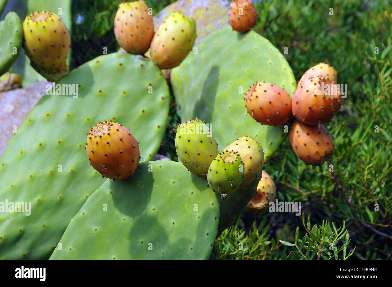 Spineless cactus hi-res stock photography and images - Alamy