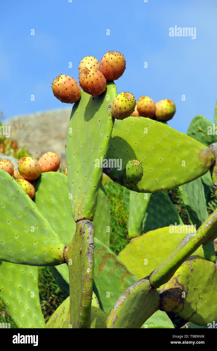 Indian fig opuntia, Barbary fig, cactus pear, and spineless cactus ...