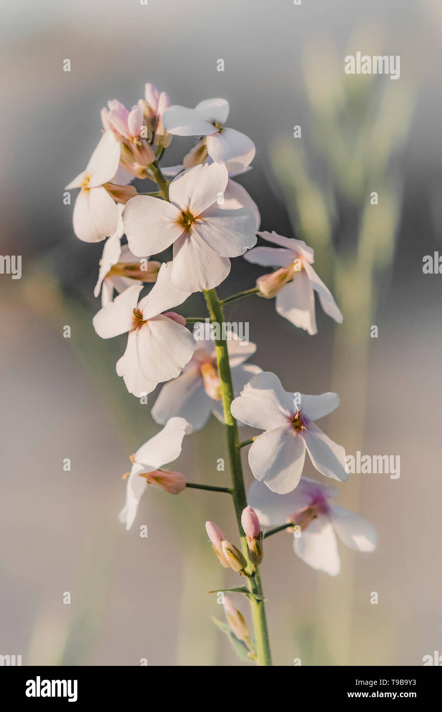 Sweet Rocket. Hesperis matronalis, Spanish Banks, Vancouver, British ...