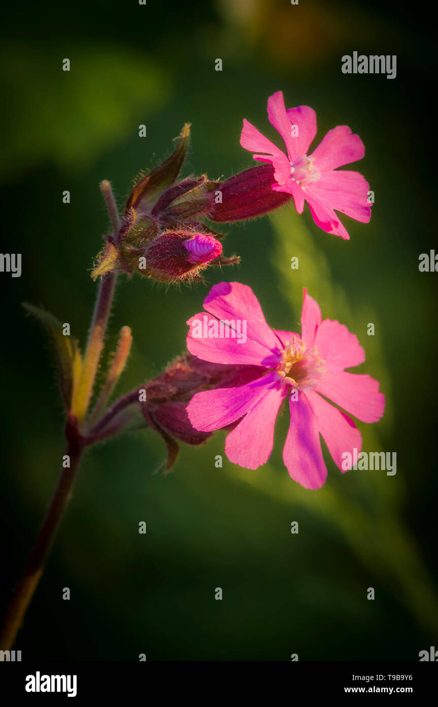 Catchfly, Silene scouleri ssp scouleri, Vancouver, British Columbia ...