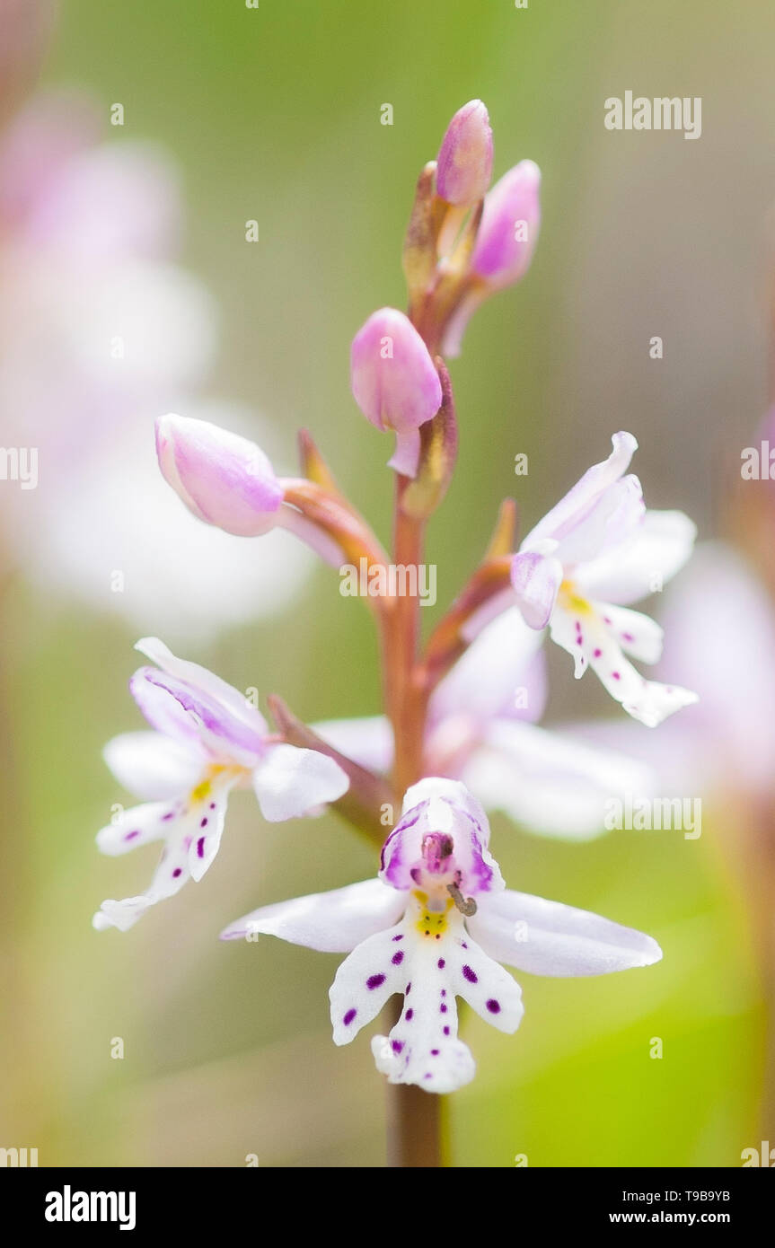Round leaved orchid (Orchis rotundifolia), Bow Valley Provincial Park ...
