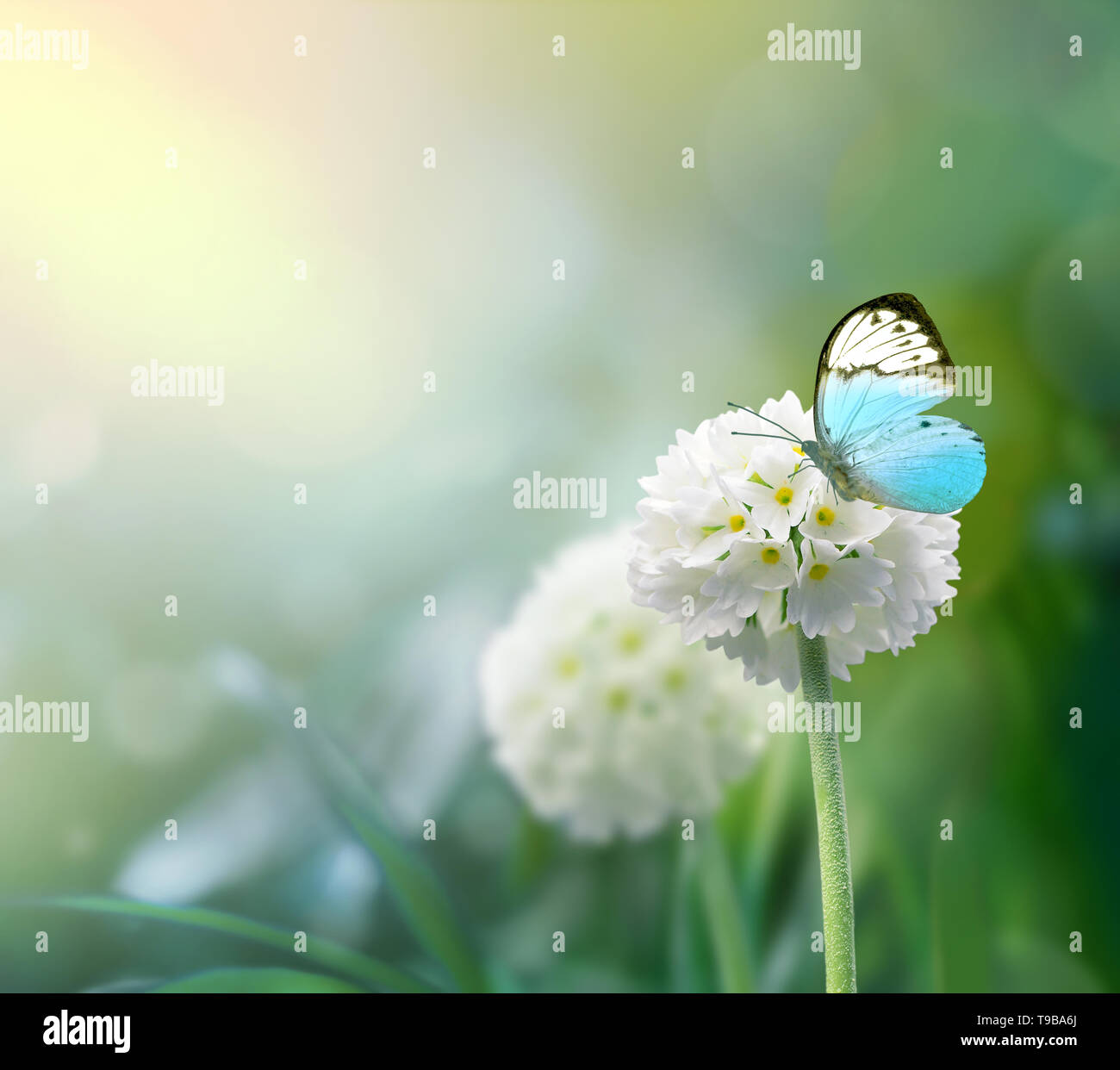 White scope flowers with green grass background and butterfly Stock ...