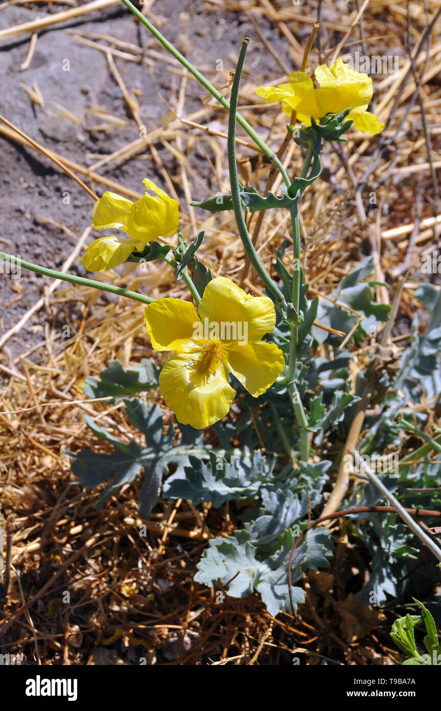 yellow hornpoppy, sea-poppy, Gelber Hornmohn, Glaucienne jaune, Pavot ...