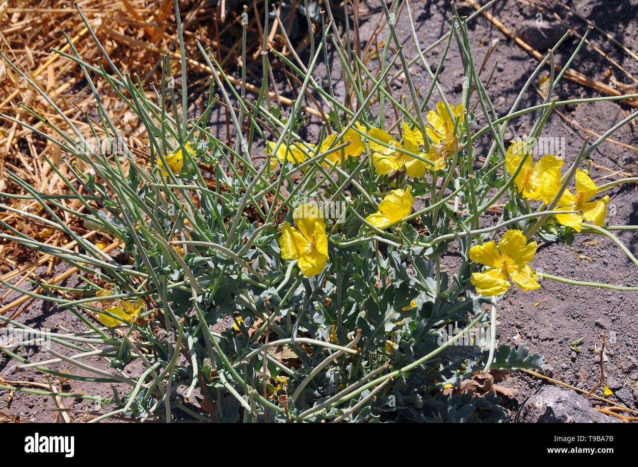yellow hornpoppy, sea-poppy, Gelber Hornmohn, Glaucienne jaune, Pavot ...