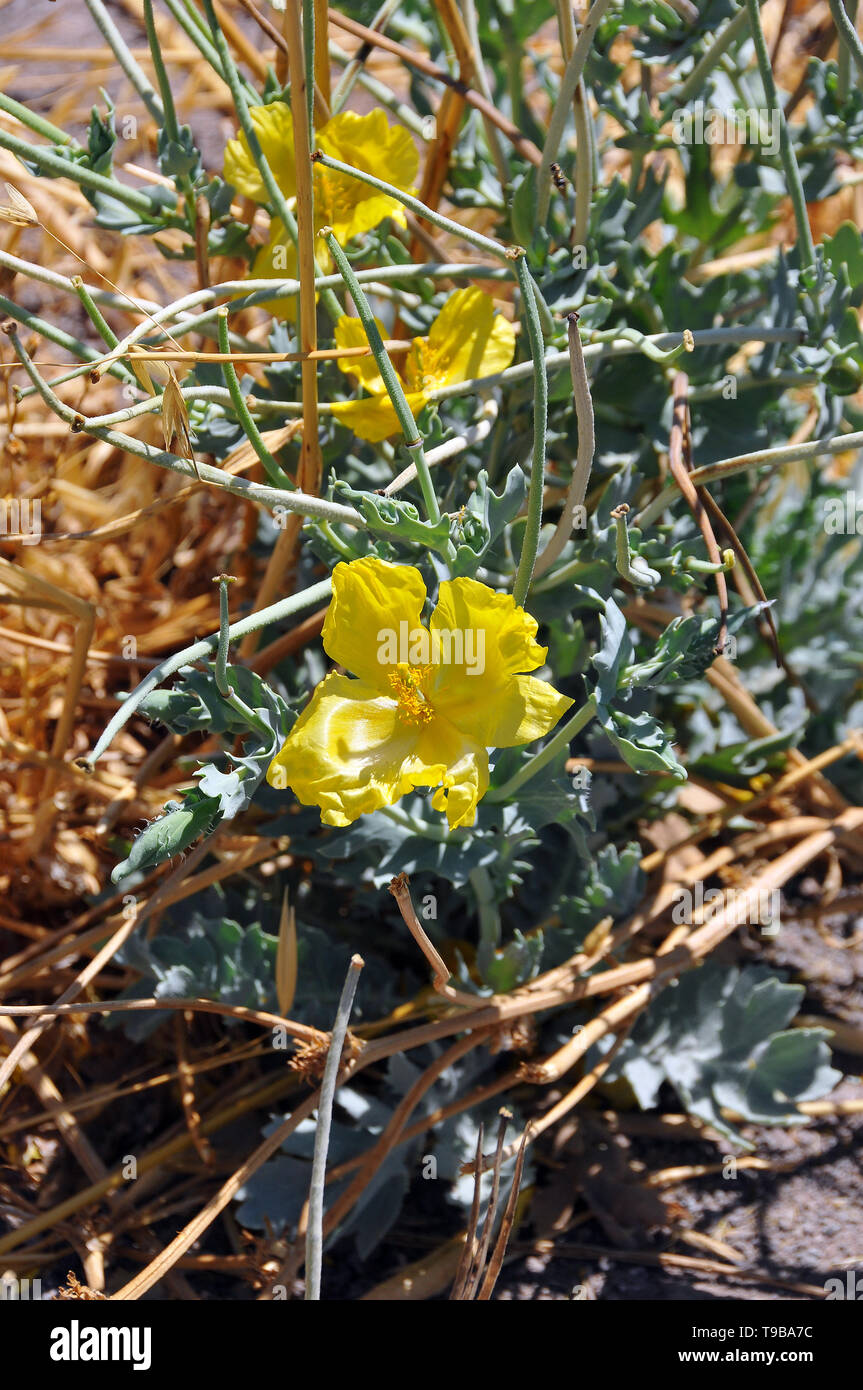 yellow hornpoppy, sea-poppy, Gelber Hornmohn, Glaucienne jaune, Pavot ...