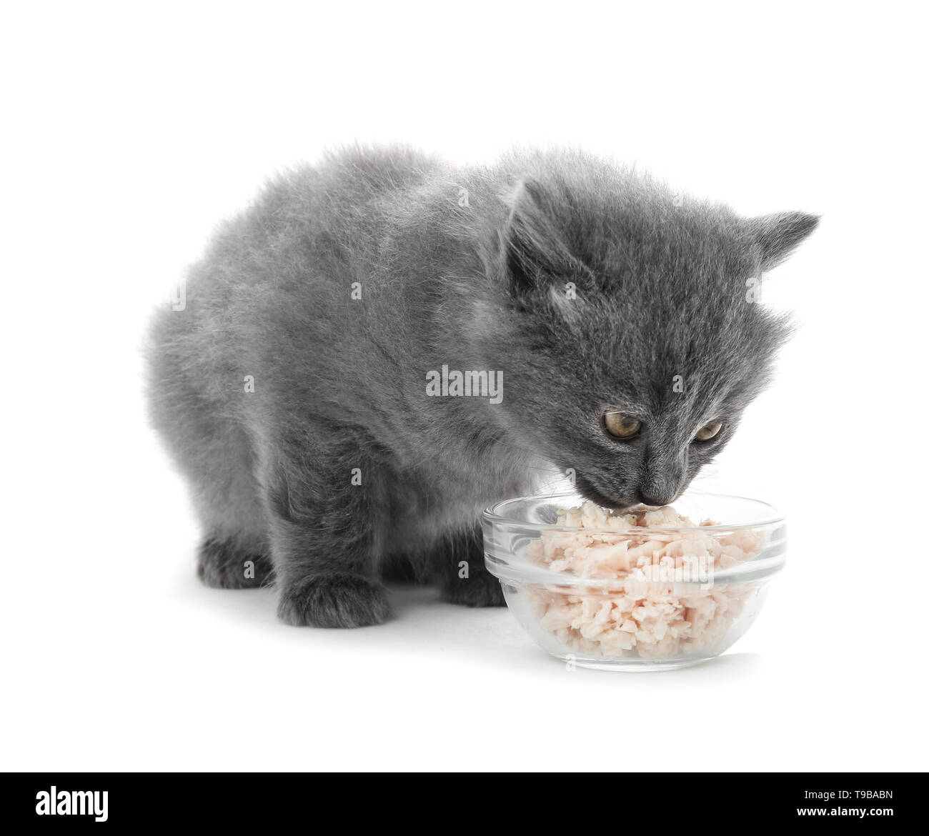 Cute little kitten eating from bowl on white background Stock Photo - Alamy