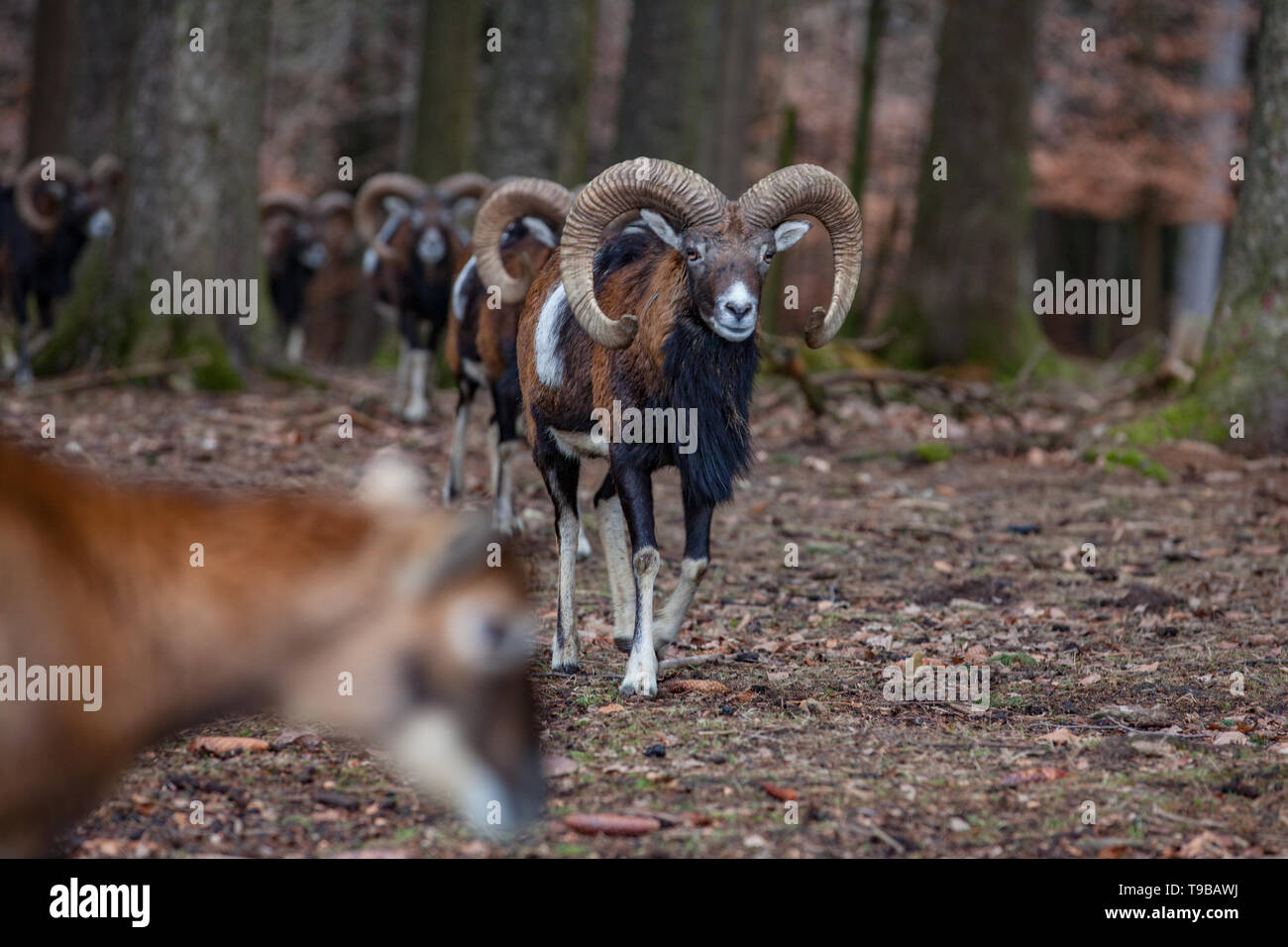 Mouflon Female Male High Resolution Stock Photography and Images - Alamy