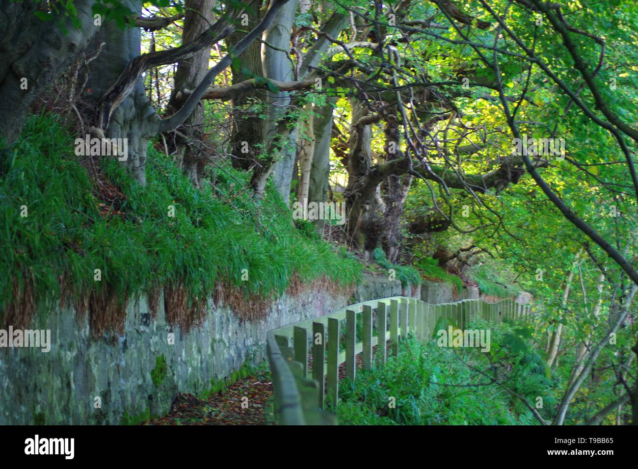 Gnarly Tangle Arching Tree Trunks along River Don Path. Seaton Park ...