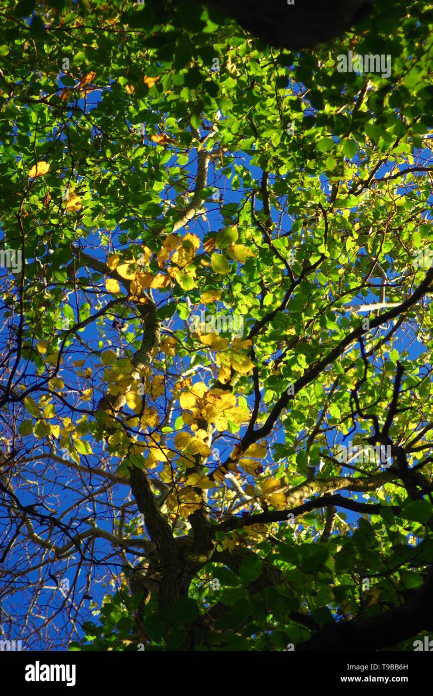 Tree canopy uk spooky hi-res stock photography and images - Alamy