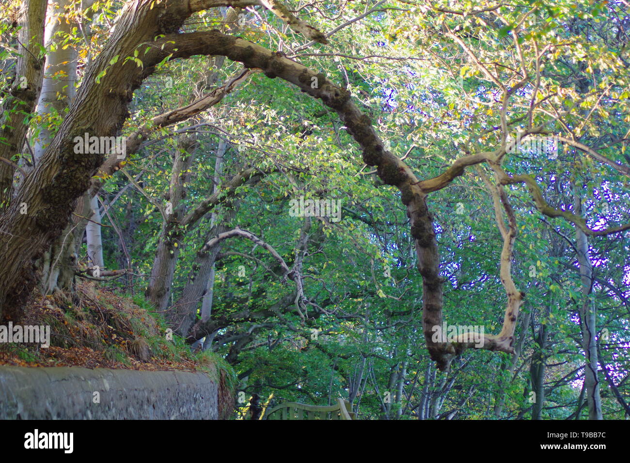 Gnarly Tangle Arching Tree Trunks along River Don Path. Seaton Park ...