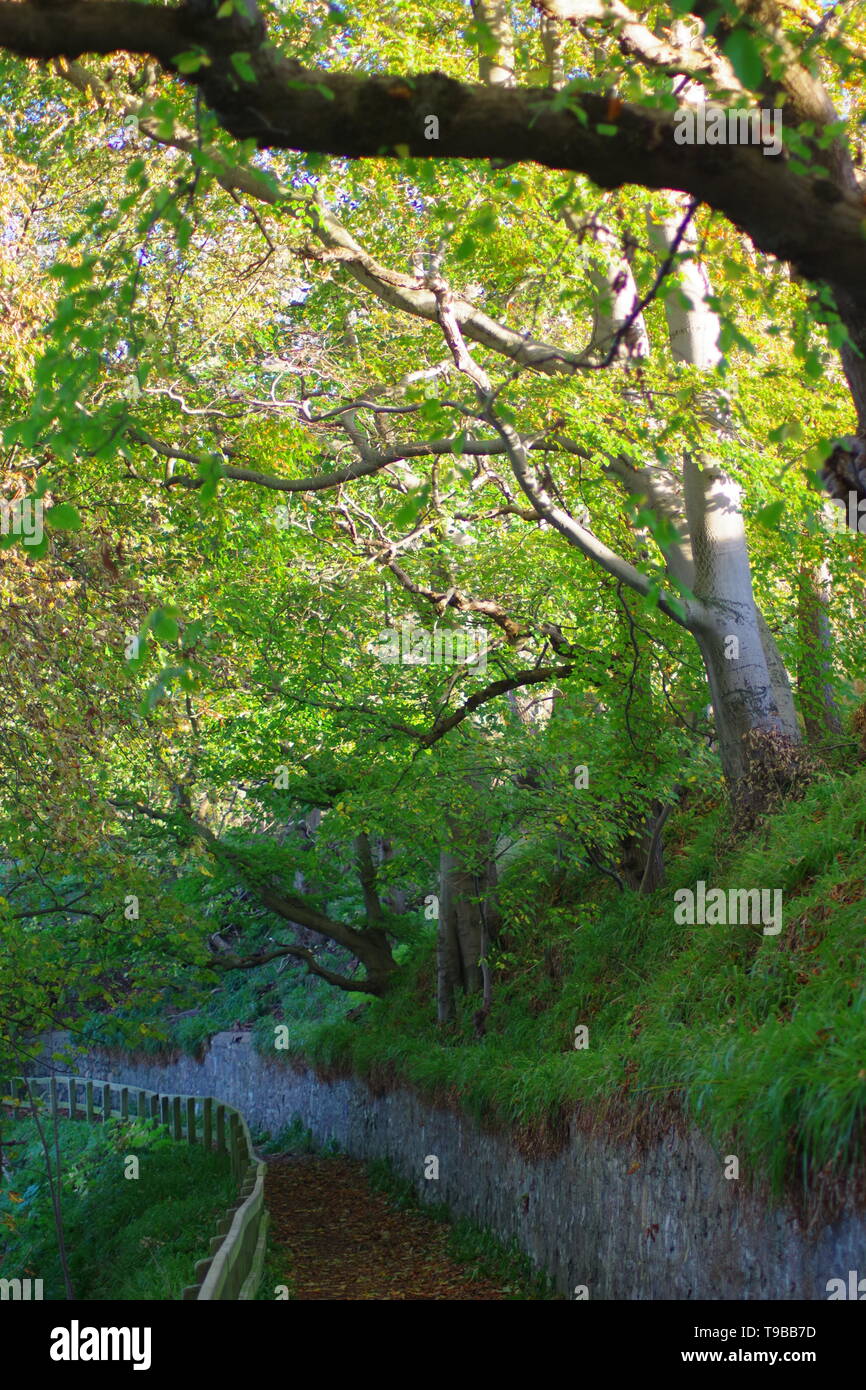 Gnarly Tangle Arching Tree Trunks along River Don Path. Seaton Park ...