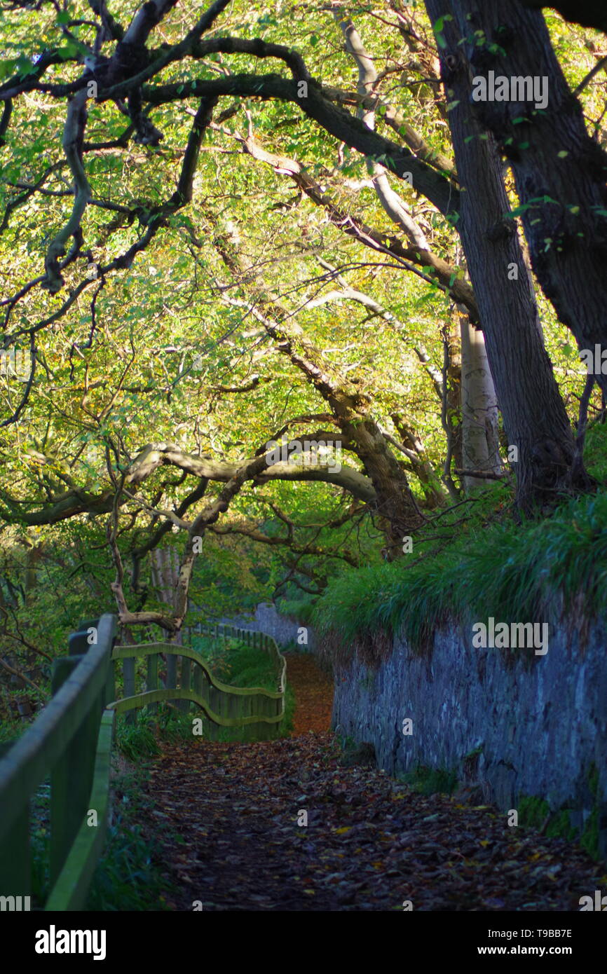 Gnarly Tangle Arching Tree Trunks along River Don Path. Seaton Park ...