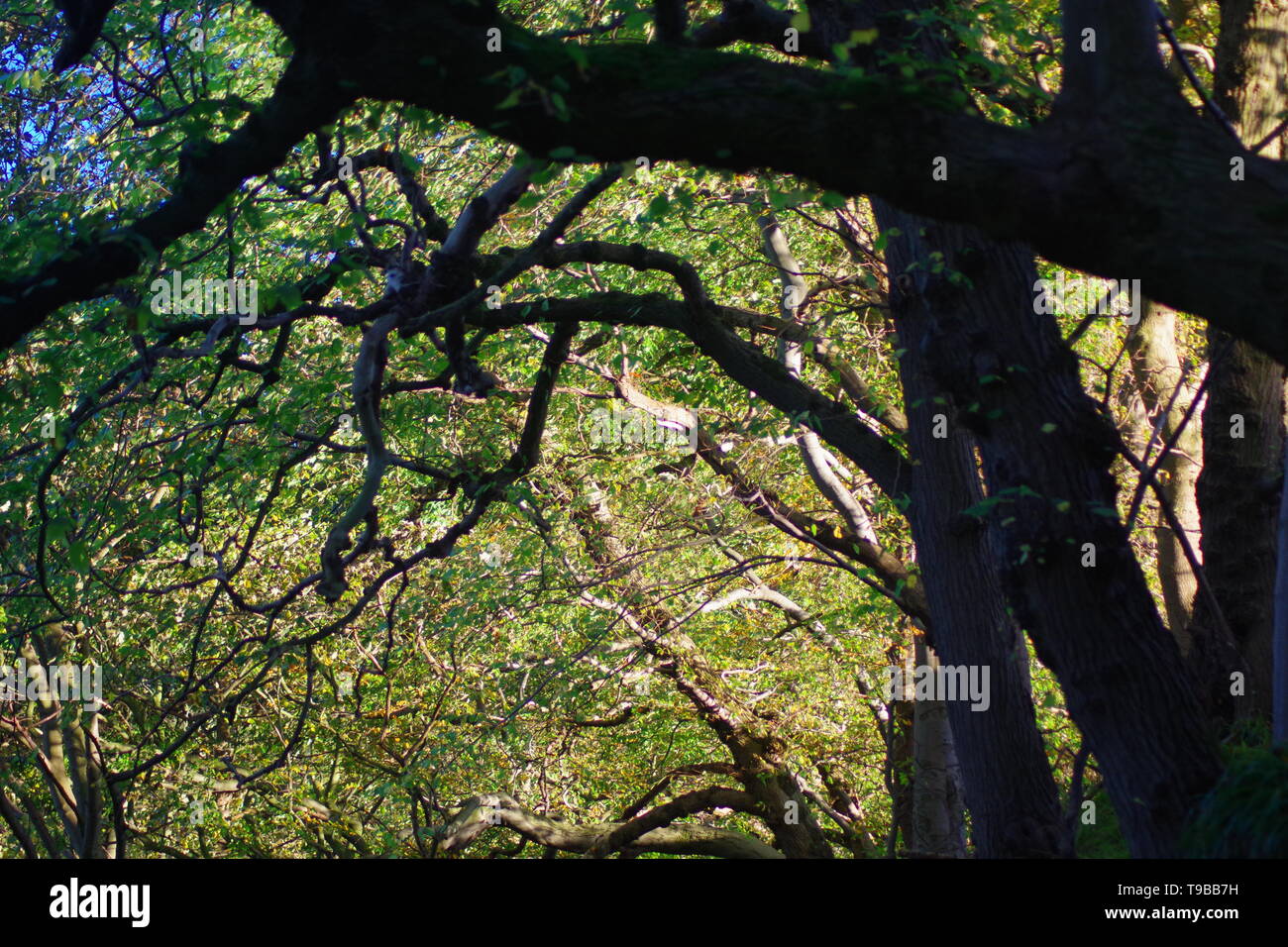Gnarly Tangle Arching Tree Trunks along River Don Path. Seaton Park ...