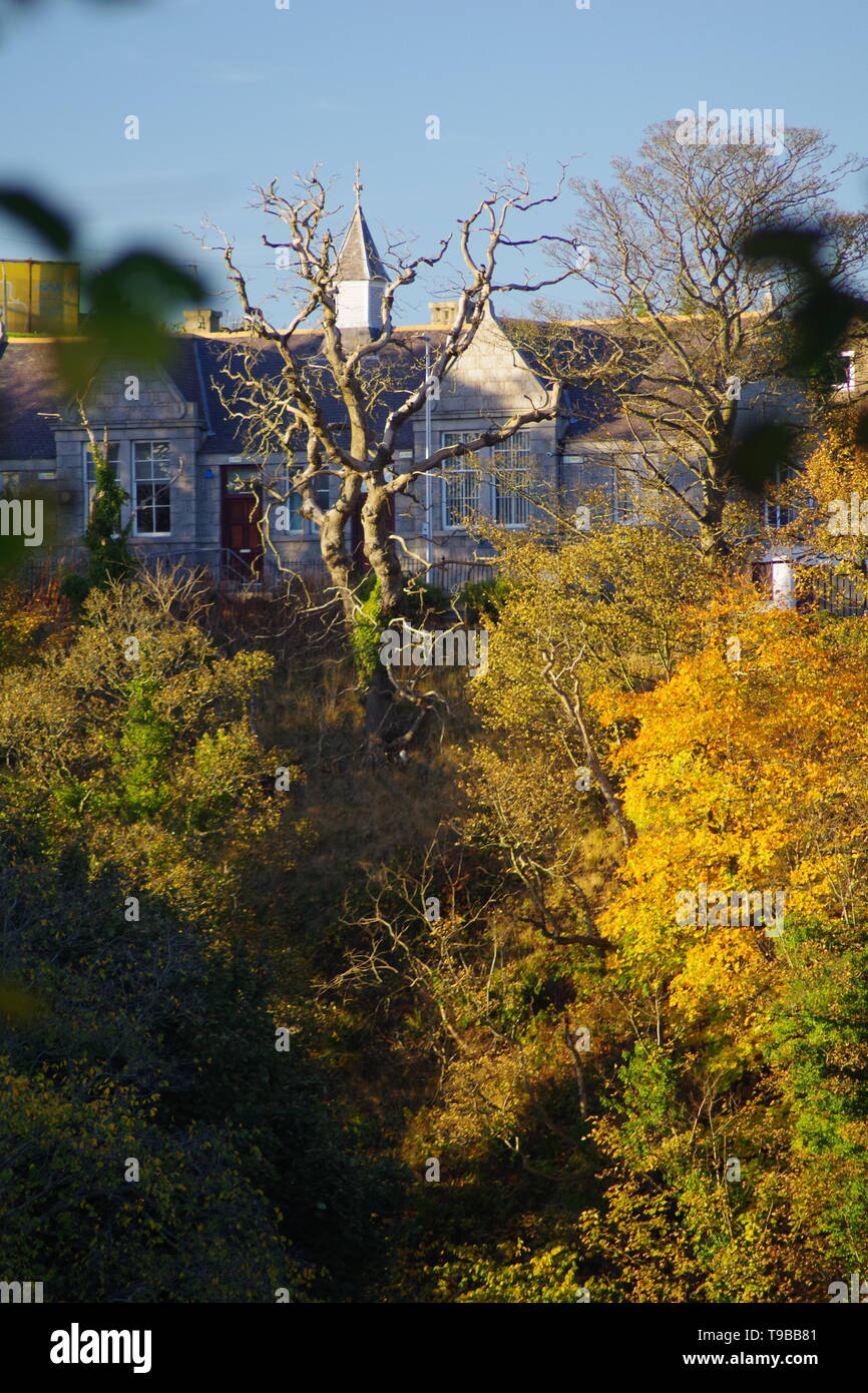 Dead Gnarly Tree by an Old Victorian School Building in the Golden ...