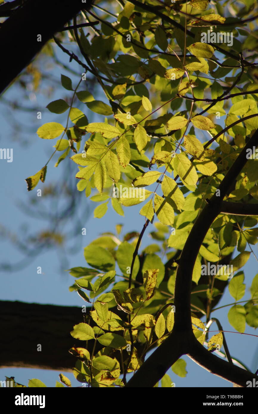 Backlit Leaves of an Ash Tree (Fraxinus excelsior) Growing by the River ...