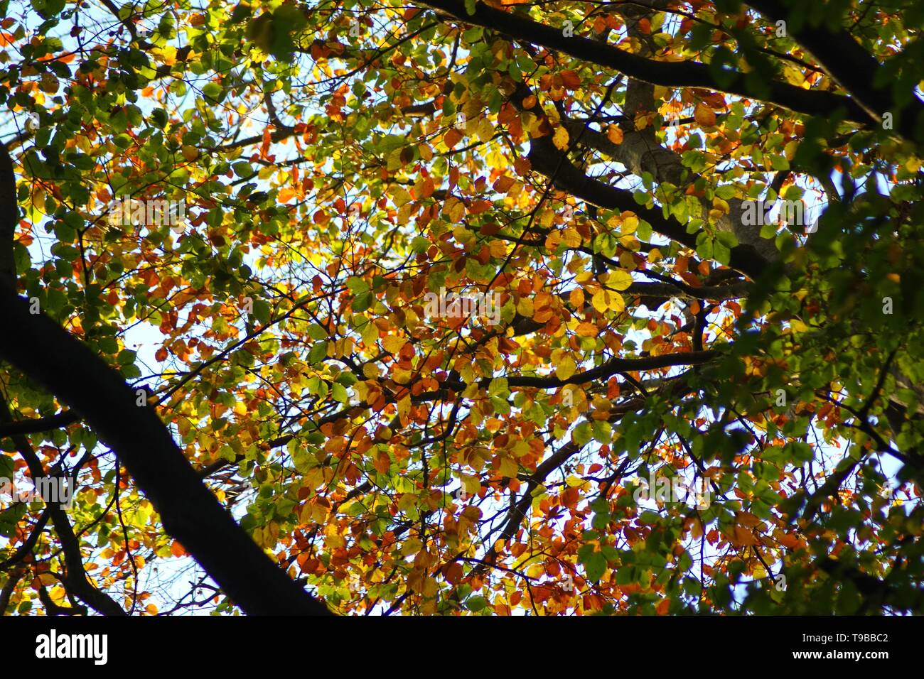 Autumn Beech Trees (‎Fagus sylvatica) against a Blue Sky. Natural ...