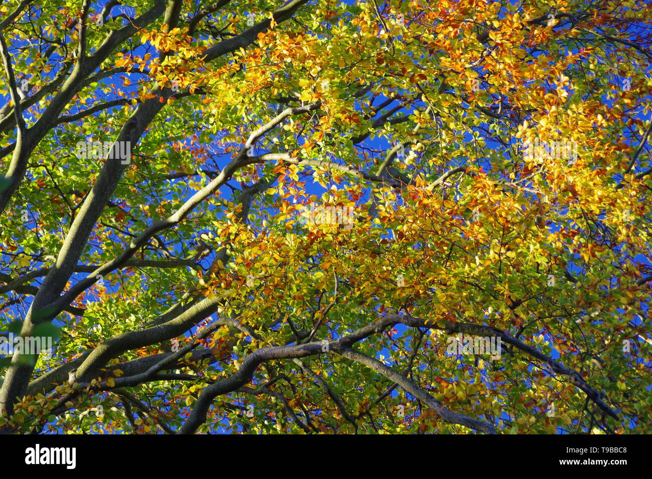 Autumn Beech Trees (‎Fagus sylvatica) against a Blue Sky. Natural ...