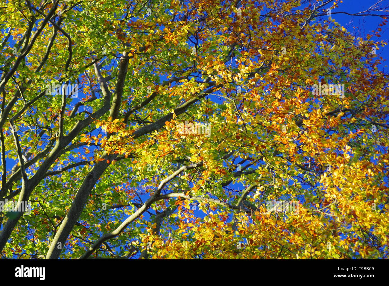Autumn Beech Trees (‎Fagus sylvatica) against a Blue Sky. Natural ...