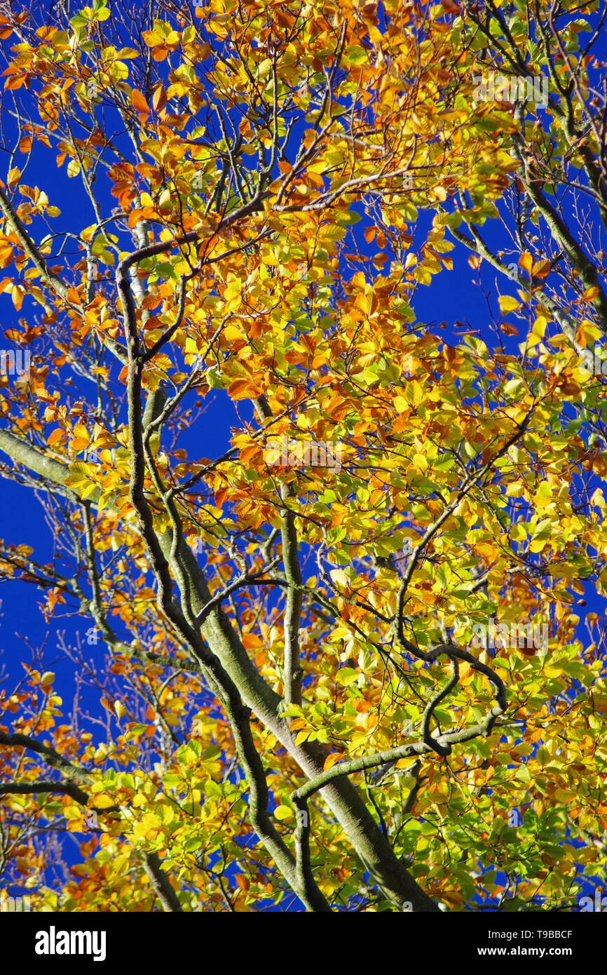Autumn Beech Trees (‎Fagus sylvatica) against a Blue Sky. Natural ...