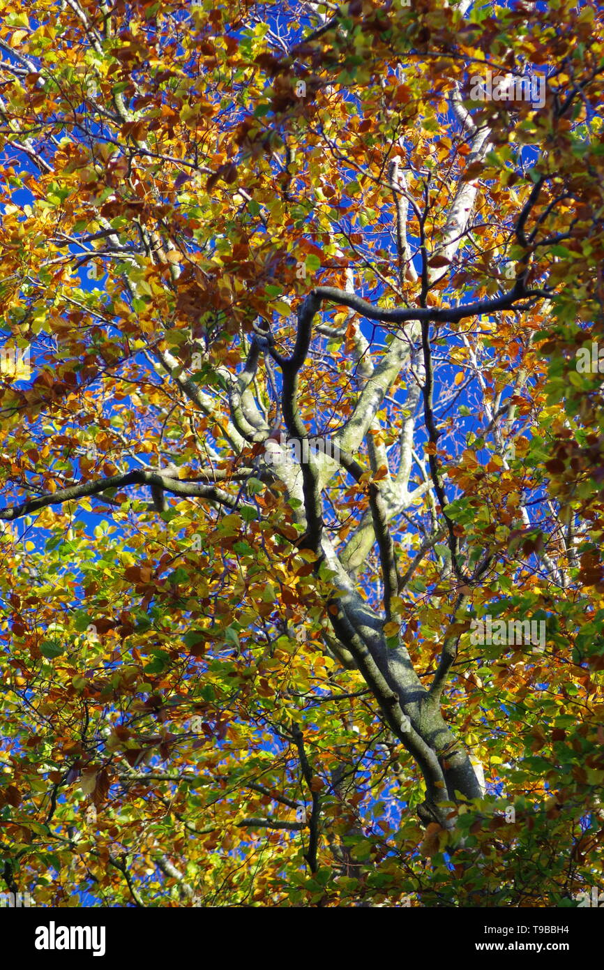 Autumn Beech Trees (‎Fagus sylvatica) against a Blue Sky. Natural ...