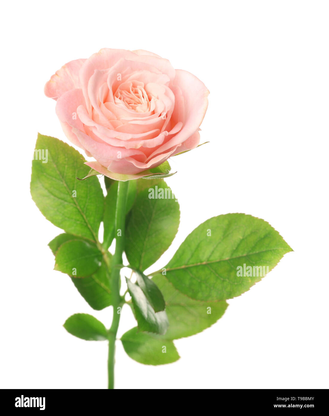 Beautiful pink rose on white background Stock Photo - Alamy