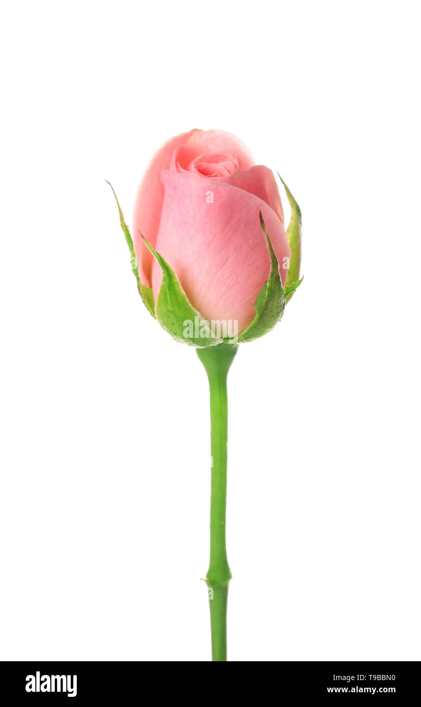 Beautiful pink rose on white background Stock Photo - Alamy