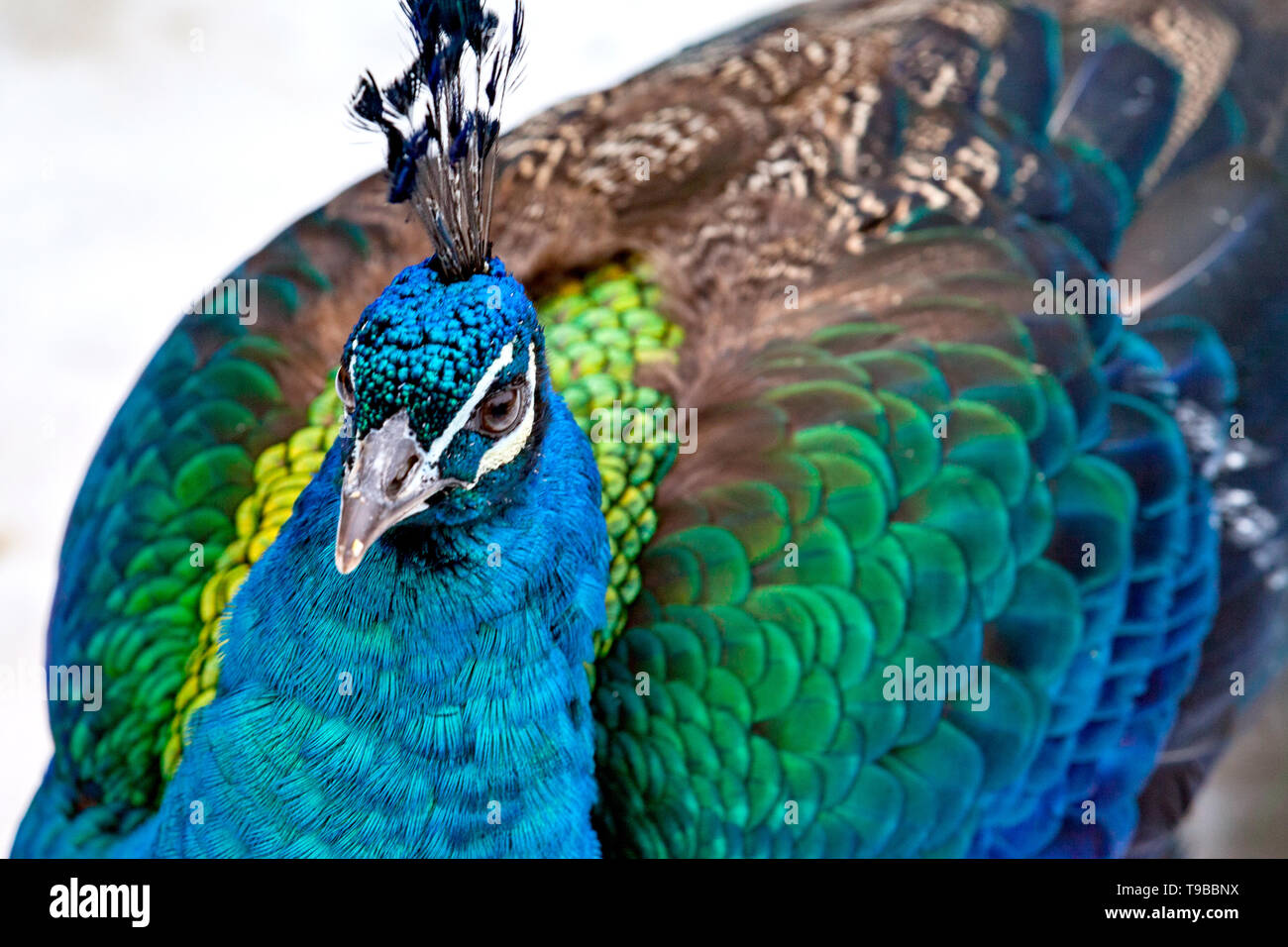 Portrait of the beautiful colorful peacock Stock Photo - Alamy