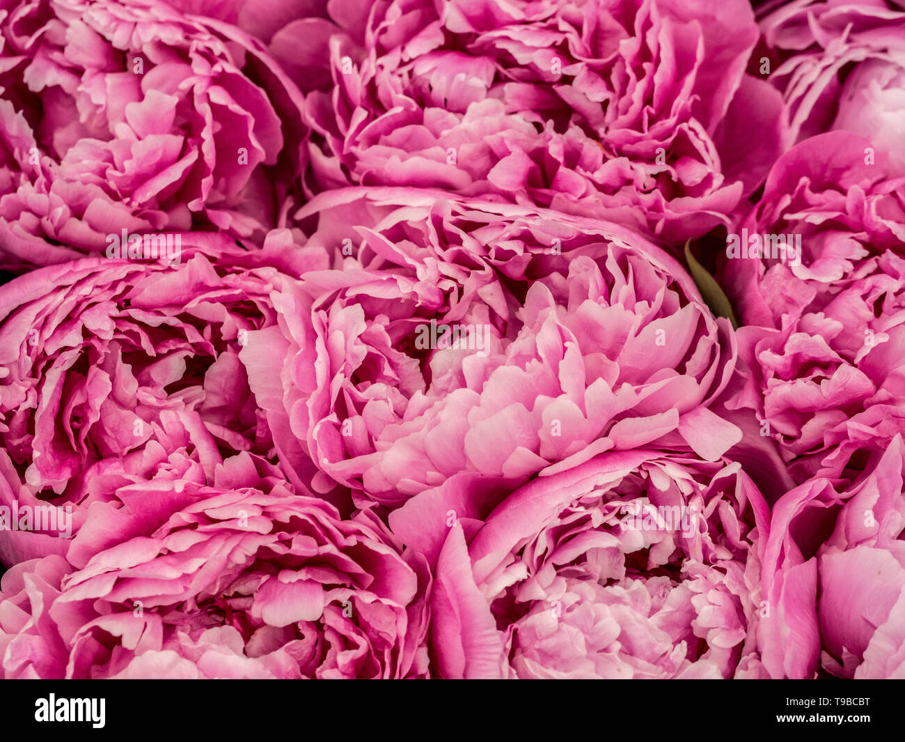 Bunch of peonies hi-res stock photography and images - Alamy