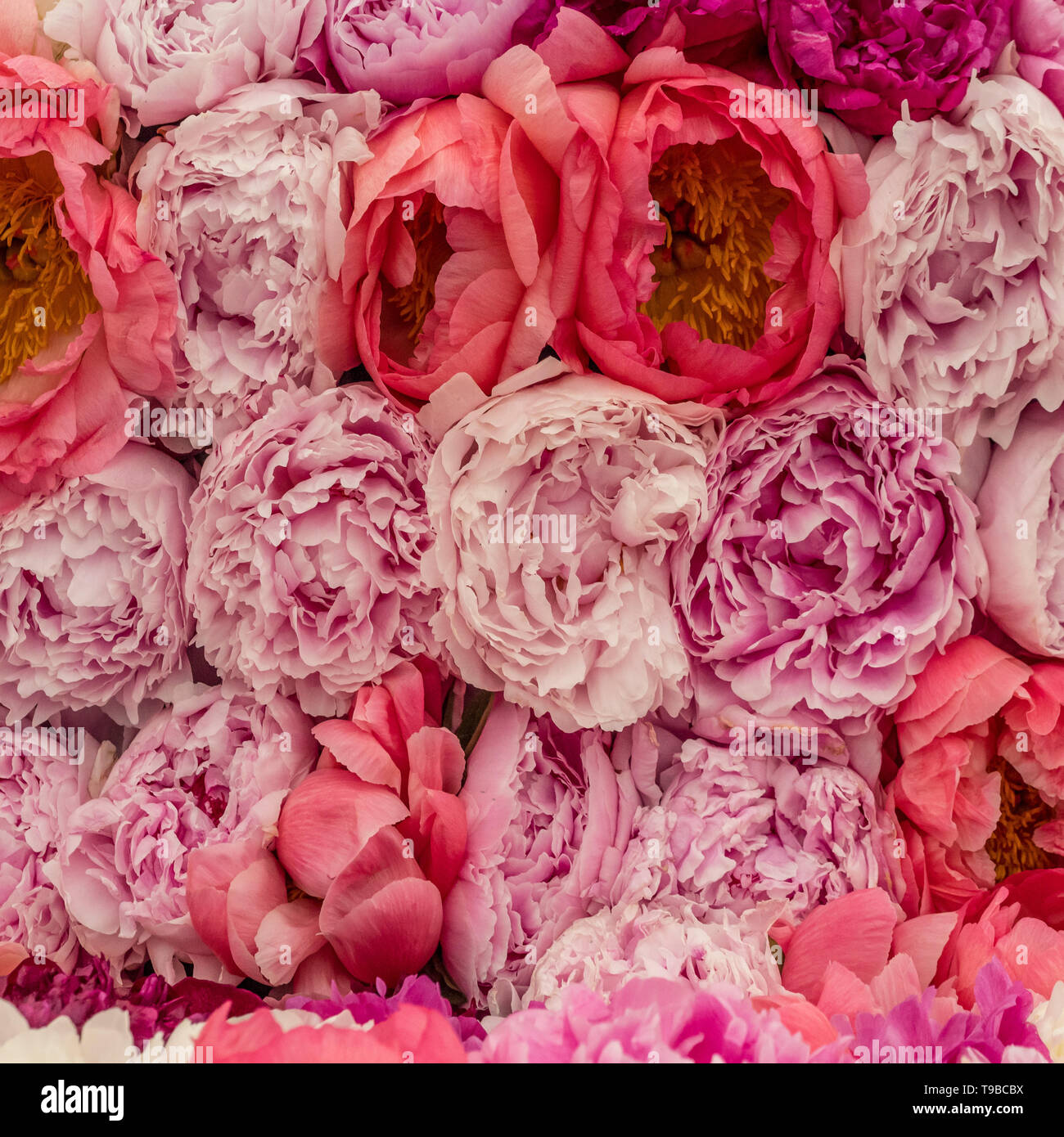 Bunch of peonies hi-res stock photography and images - Alamy