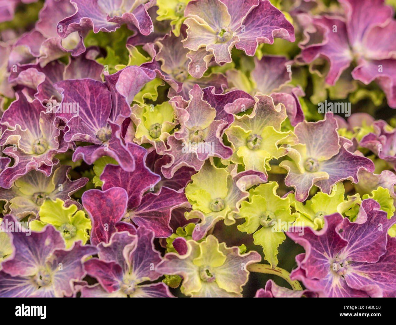 Hydrangea Macrophylla Curly Sparkle Purple Stock Photo - Alamy