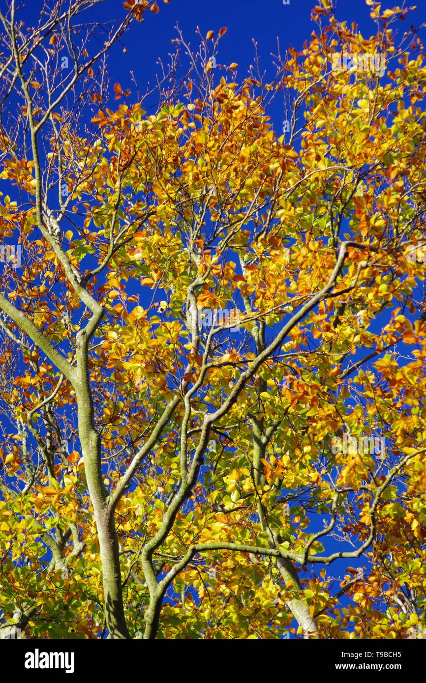 Autumn Beech Trees (‎Fagus sylvatica) against a Blue Sky. Natural ...