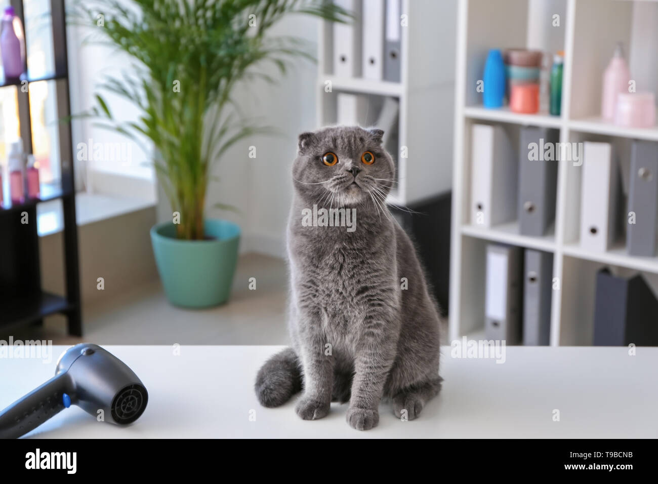 Cute cat in grooming salon Stock Photo - Alamy