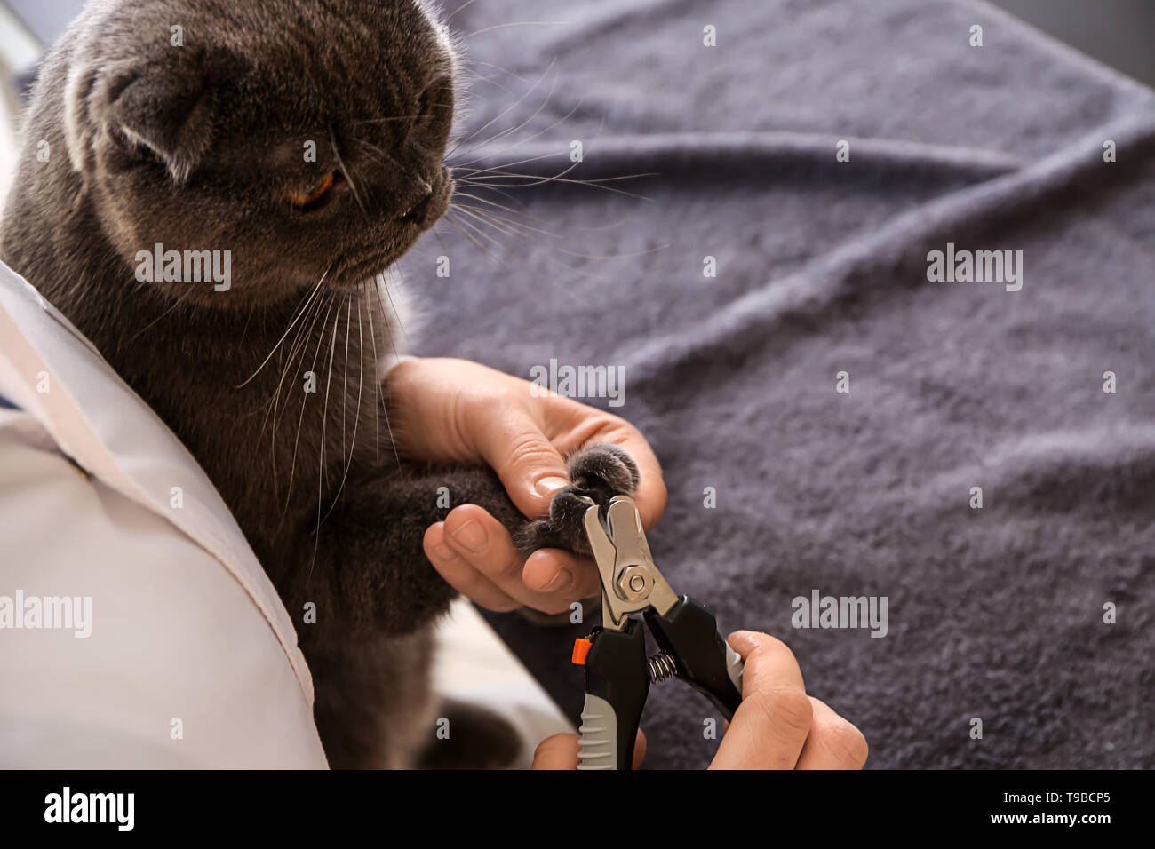 Female groomer trimming cat's claws in salon Stock Photo - Alamy