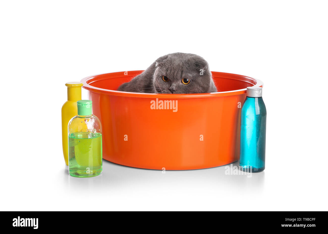 Cute cat in basin and cosmetics for washing on white background Stock ...
