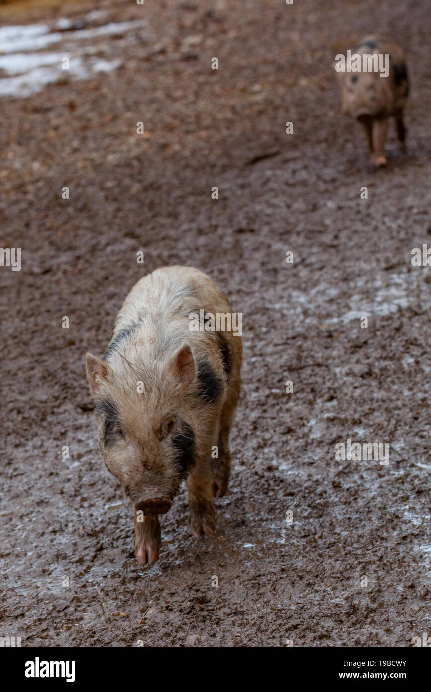 Pig in mud puddle Stock Photo - Alamy