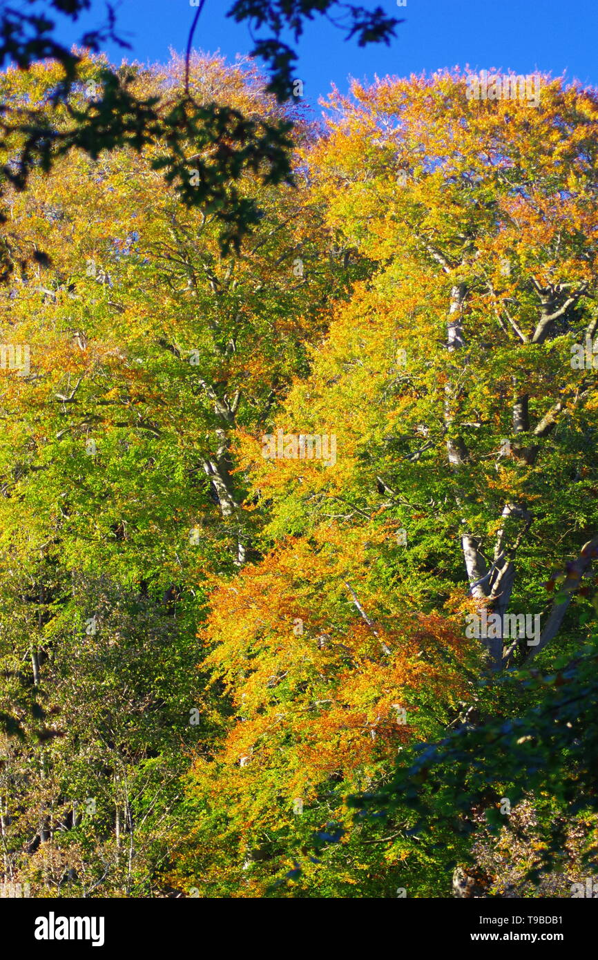 Autumn Beech Trees (‎Fagus sylvatica) against a Blue Sky. Natural ...