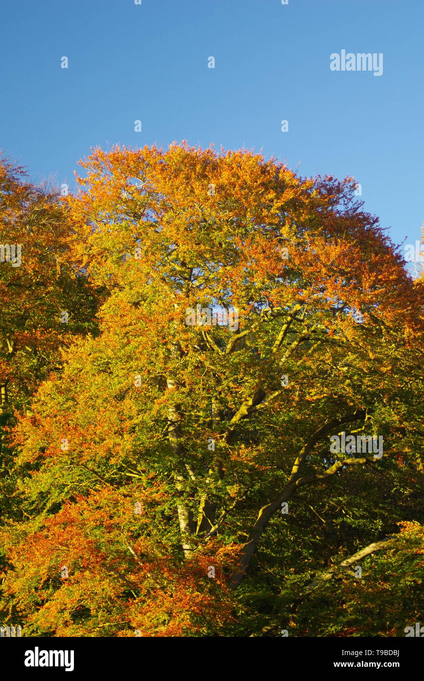 Autumn Beech Trees (‎Fagus sylvatica) against a Blue Sky. Natural ...