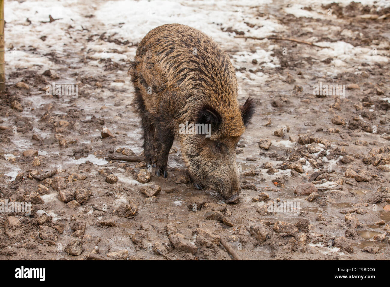Wild Boar (Sus scrofa) in mud puddle Stock Photo - Alamy