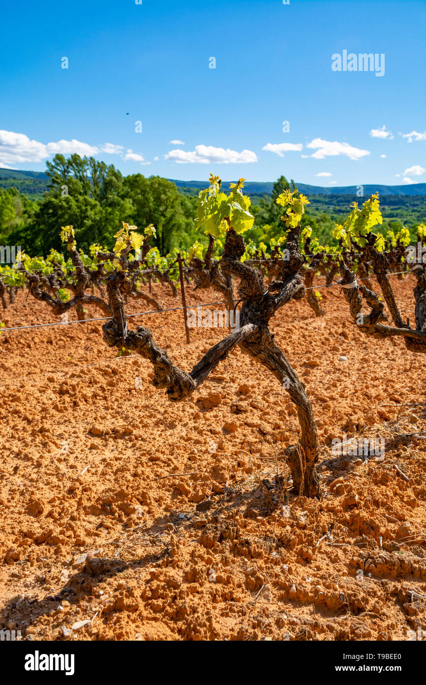 Production of rose, red and white wine in Luberon, Provence, South of ...