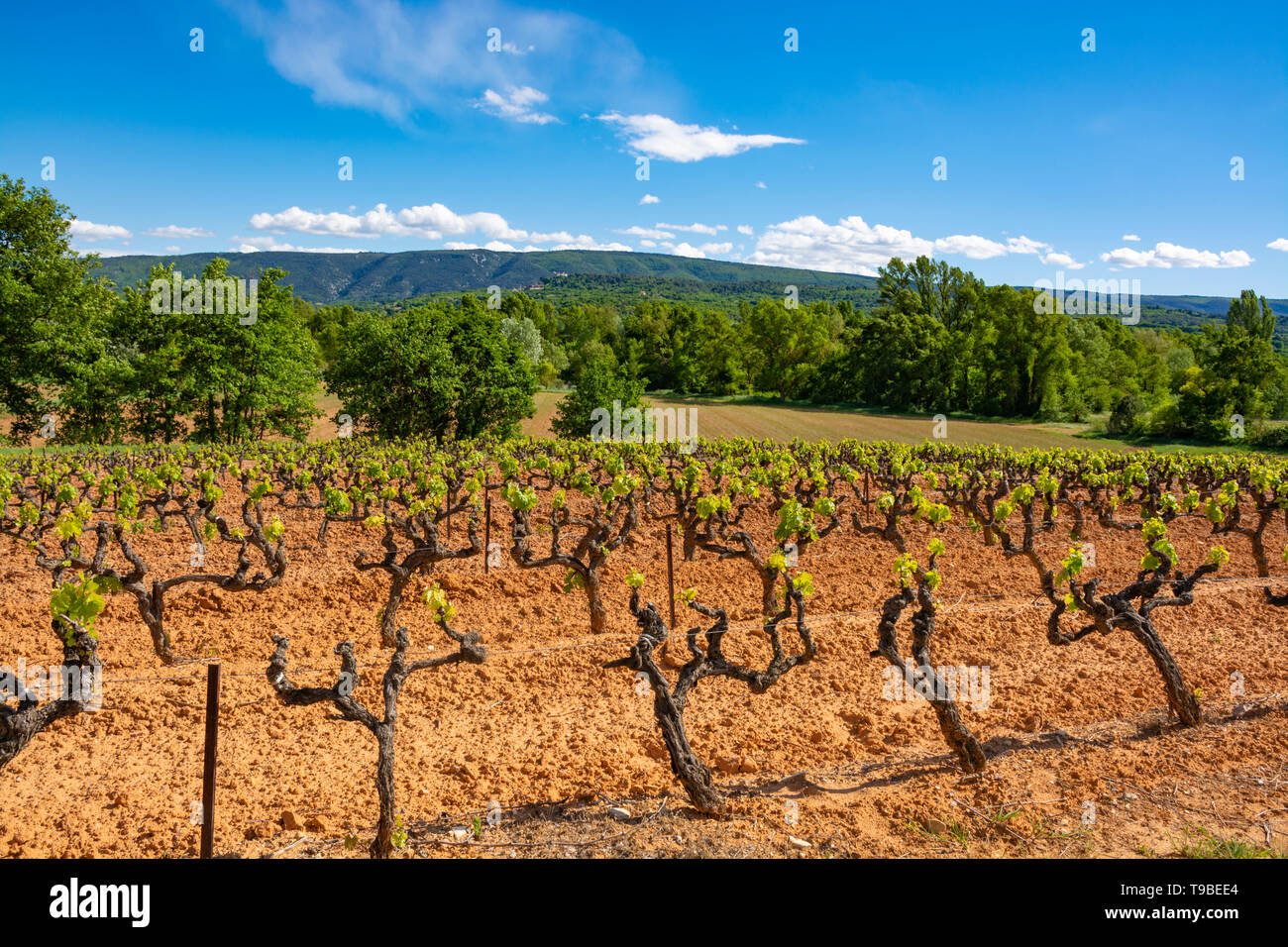 Production of rose, red and white wine in Luberon, Provence, South of ...