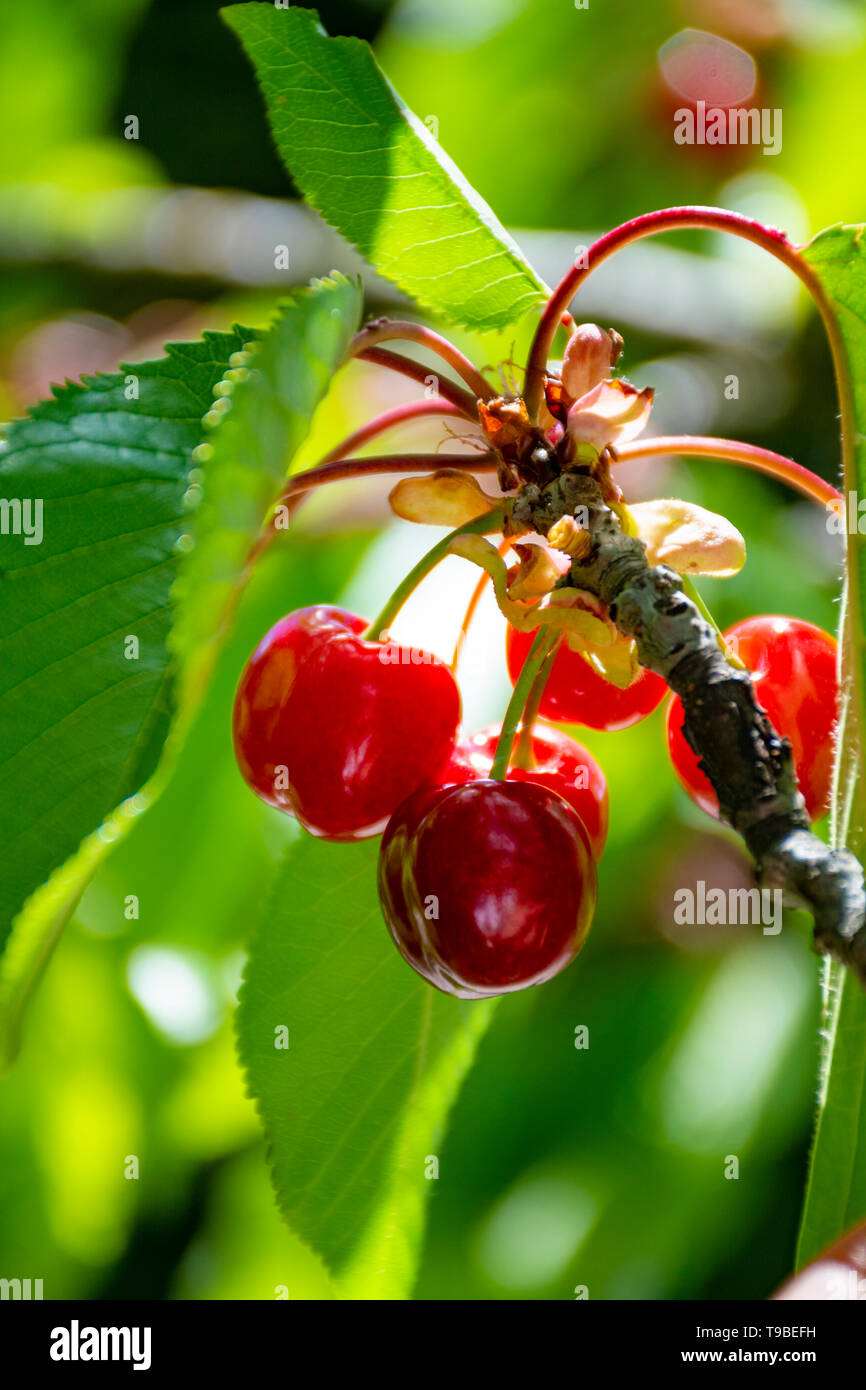 New harvest of sweet red cherry in garden in sunny day Stock Photo - Alamy