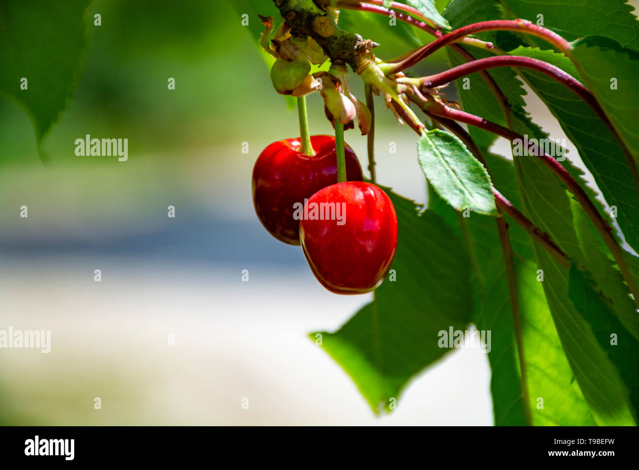 New harvest of sweet red cherry in garden in sunny day Stock Photo - Alamy