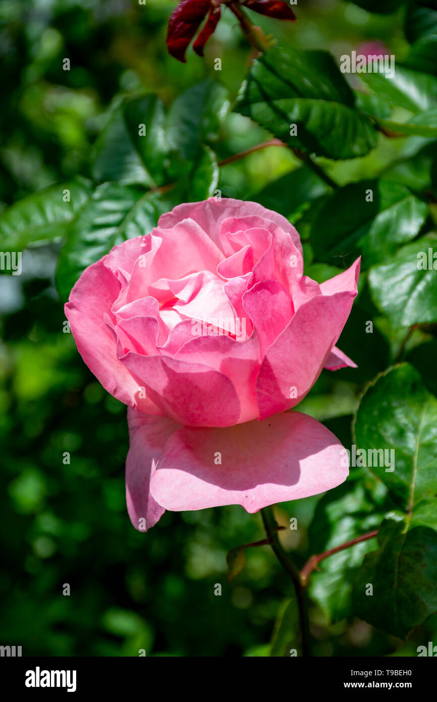 Big pink rose flower growing in garden close up Stock Photo - Alamy