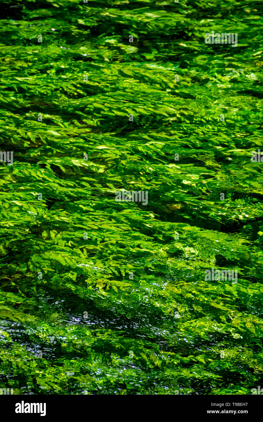 River stream with emerald green water and green water plants, nature ...