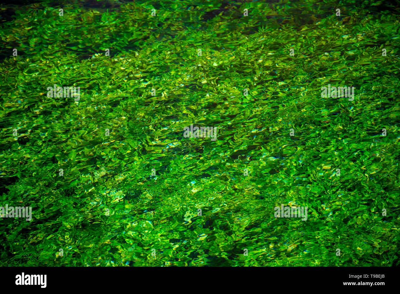 River stream with emerald green water and green water plants, nature ...